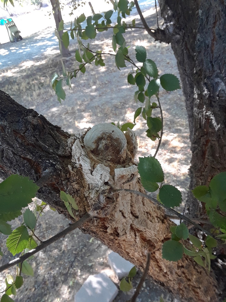 Identifying a potentially concerning American elm infection