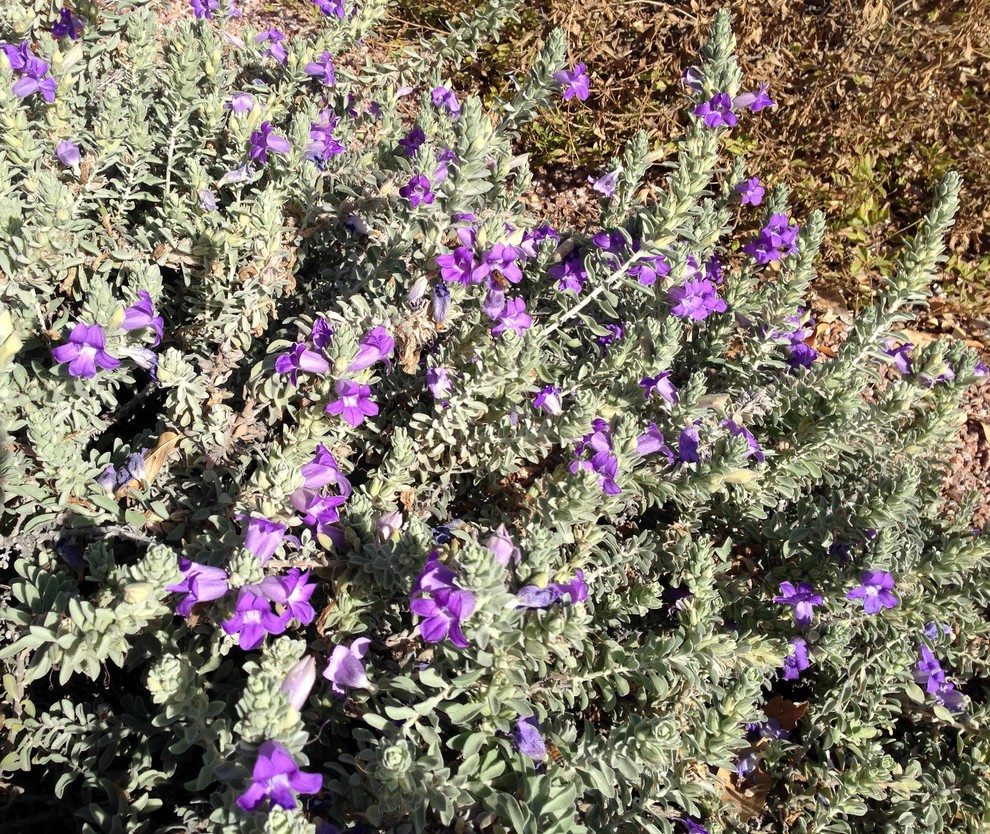 Blue Bell Plant Locations How To Plant, Grow, And Care For Bluebells