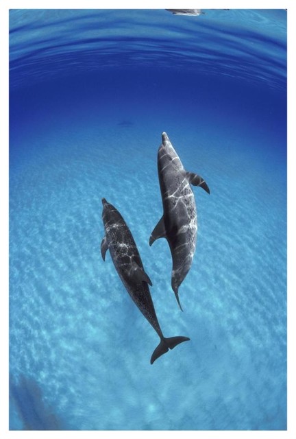 Atlantic Spotted Dolphin, Pair Underwater, Bahamas-Paper Art, 16"x24 ...