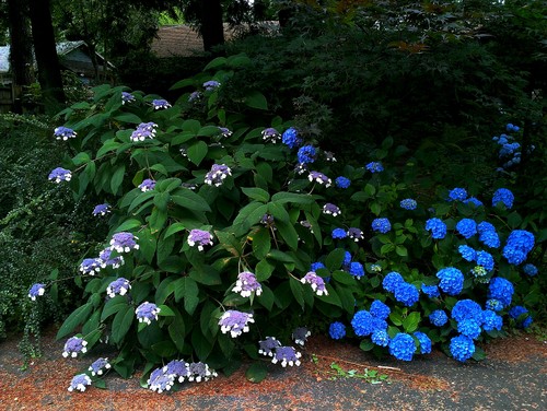 Have experience in distinguishing between Hydrangea aspera varieties?
