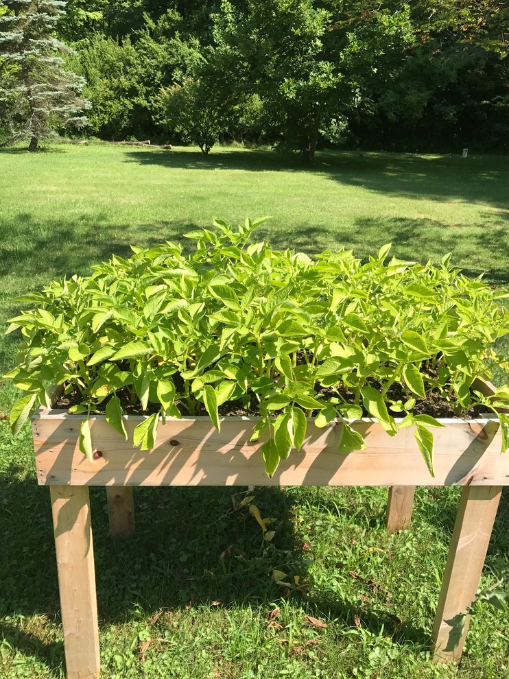 Yellow potato plants