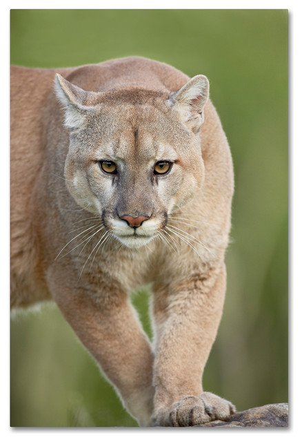 "Cougar" by Robert Harding Picture Library, Canvas Art, 22"x32 ...
