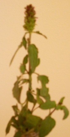 viney plant with purple flower