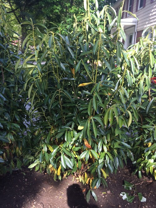 Skip Laurel Help needed!