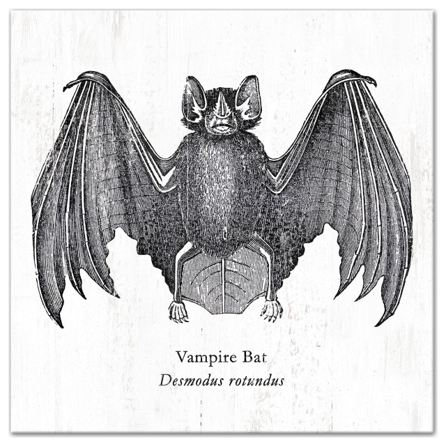 Vampire Bat 12x12 Canvas Wall Art, 12x12 - Contemporary - Prints And ...
