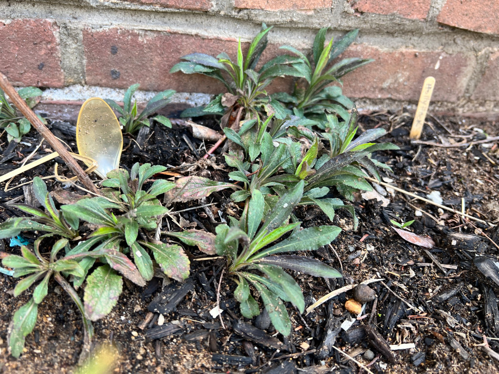 Please help ID this mystery plant