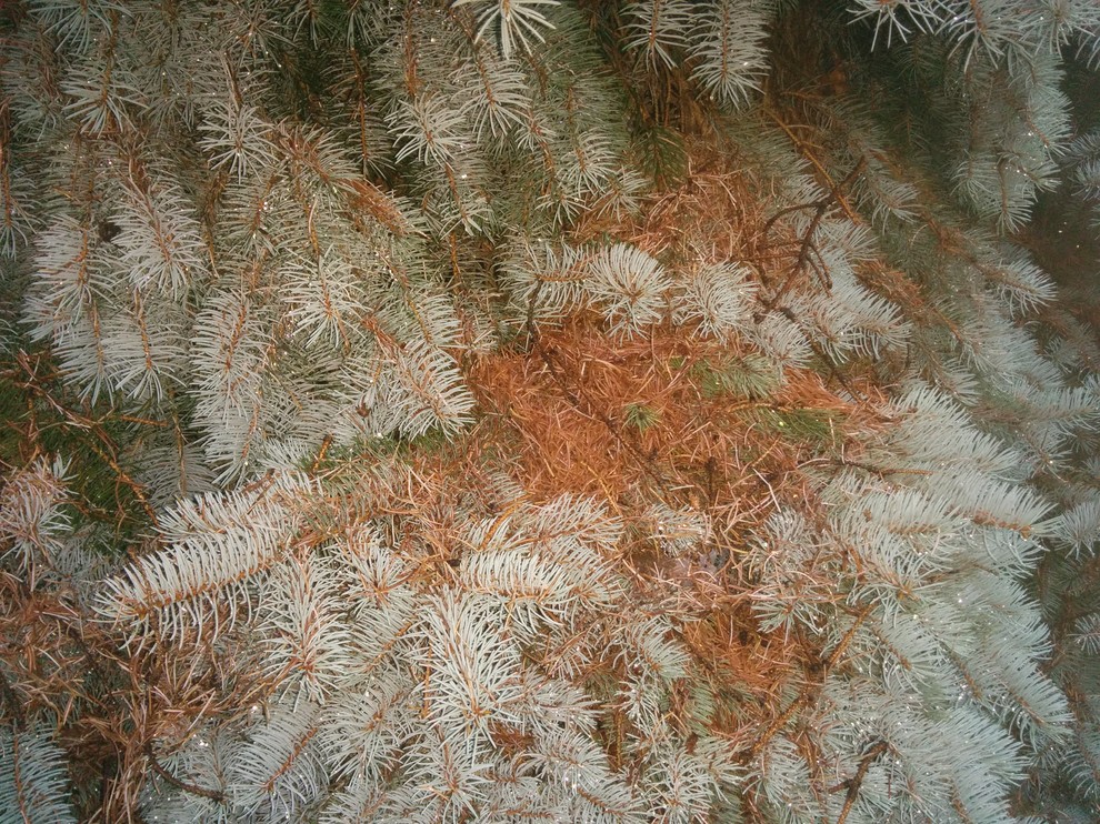 Blue spruce dead needles falling on lower branches