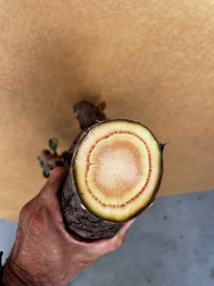 Jade trunk cutting | Houzz Forum