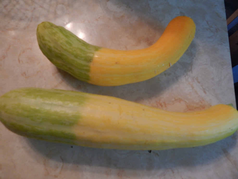 Spineless Beauty squash color