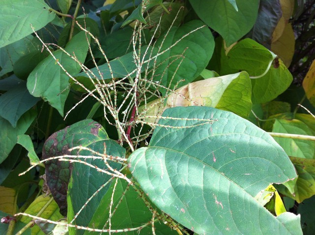 Common field plant