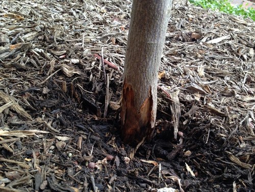 Maple Tree Bark Disease Treatment