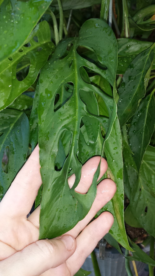 Monstera identification