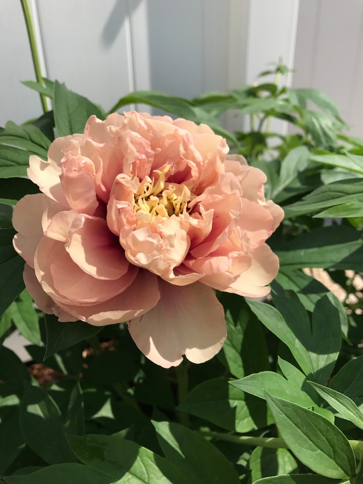 Caroline Constable ITOH Peony