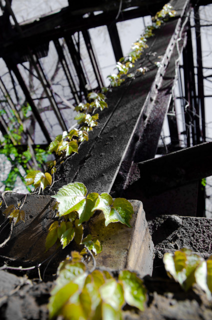 Nature Taking Over Nature Photo, Botanical Unframed Wall Art Print ...