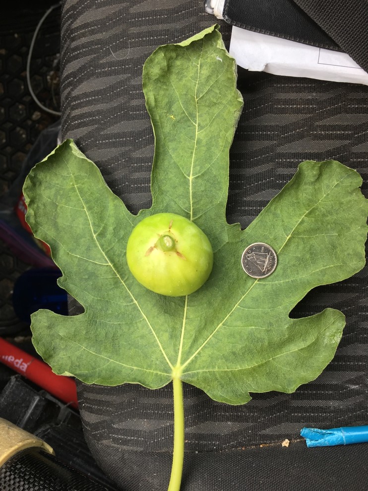 fig tree identification