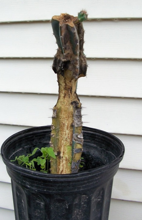 What's wrong with my cereus cactus?