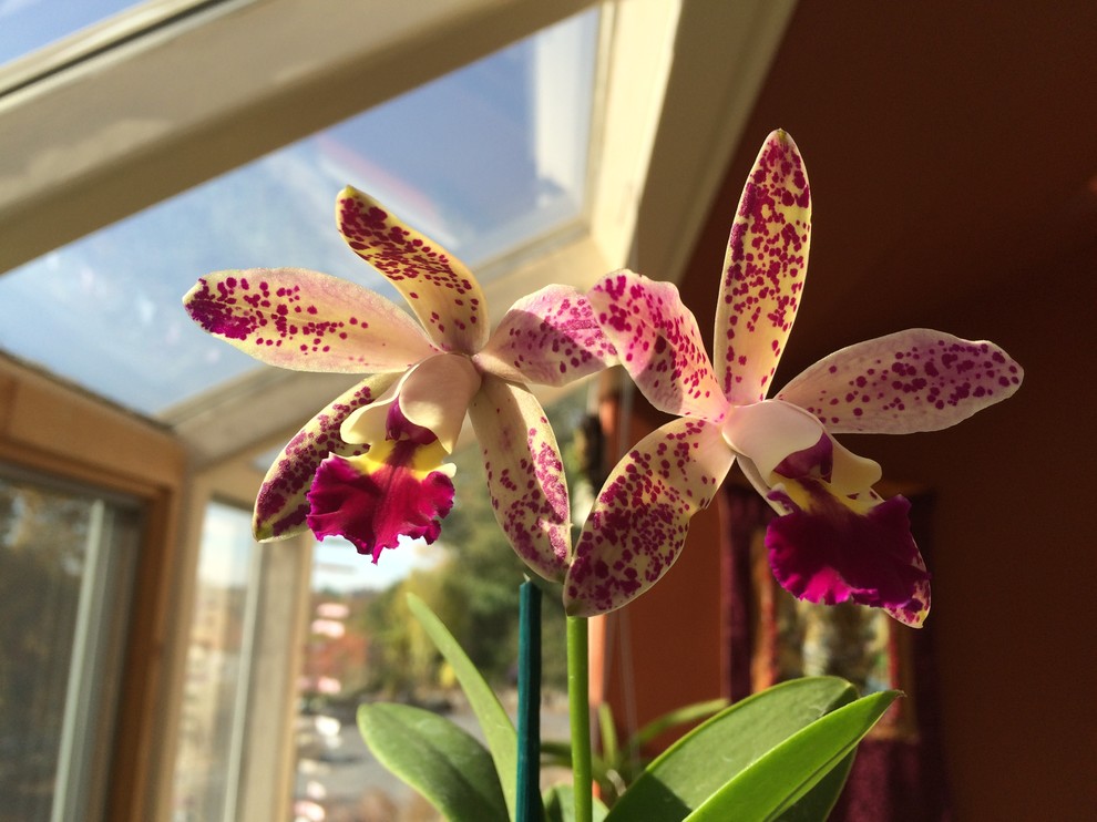 Lc. Tropical Pointer Cheetah