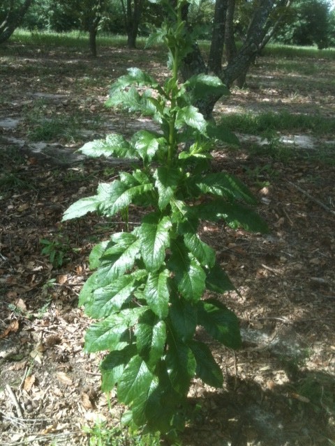 tall weed id