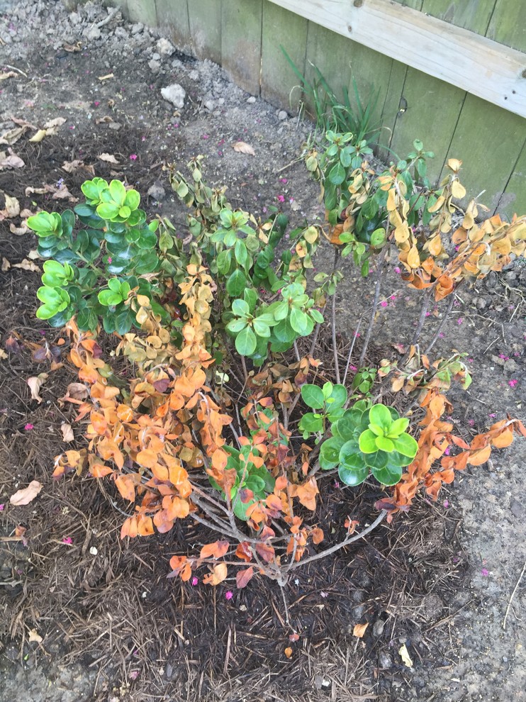 Rust color spots killing azaleas