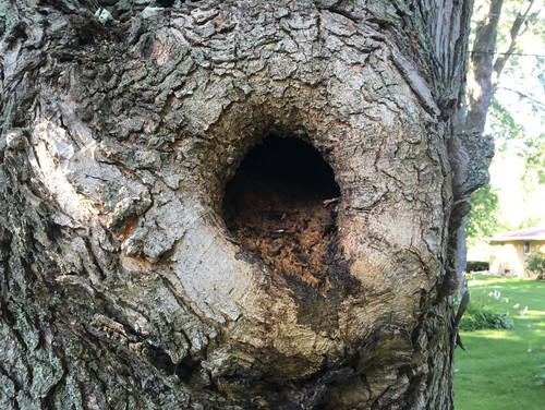 Large rotting hole in silver maple tree