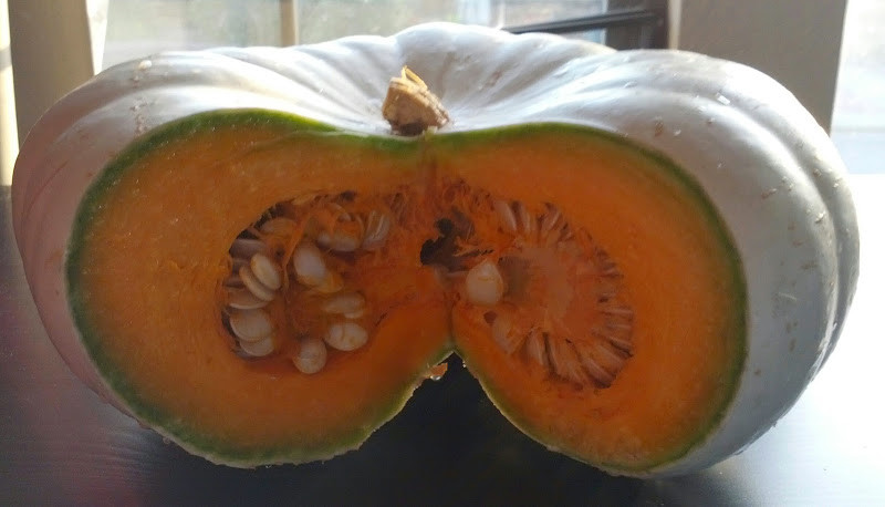 Help to ID pumpkin