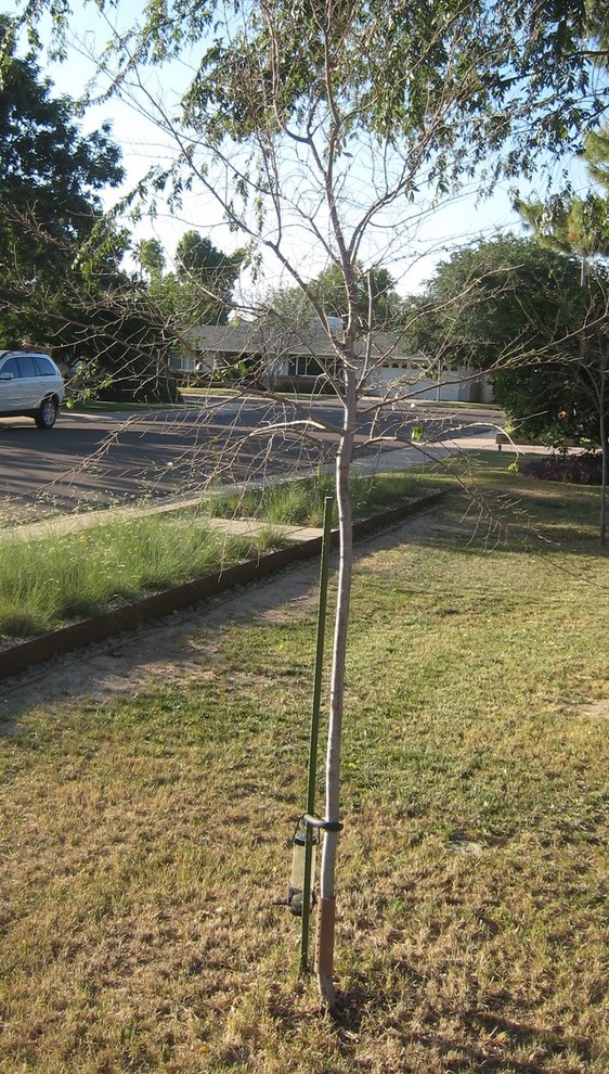 Chinese Elm Trees dropping green leaves | Houzz Forum
