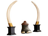 Elephant Tusk Trophies, Set of 2 - Traditional - Decorative Objects And ...