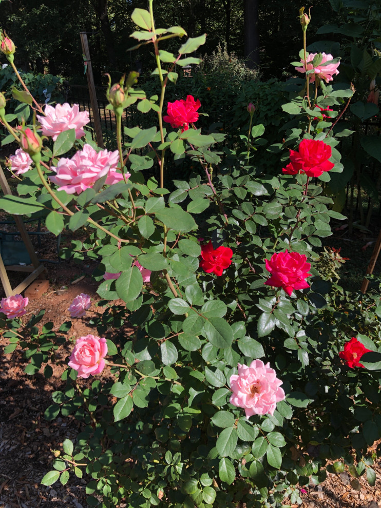 What’s going on with my bubble double rose?