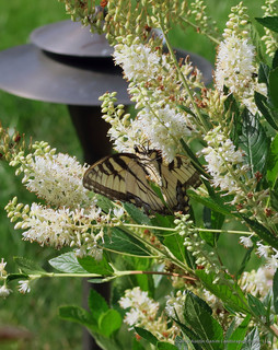 Pollinator Garden Rooms - Traditional - New York - by Austin Ganim ...