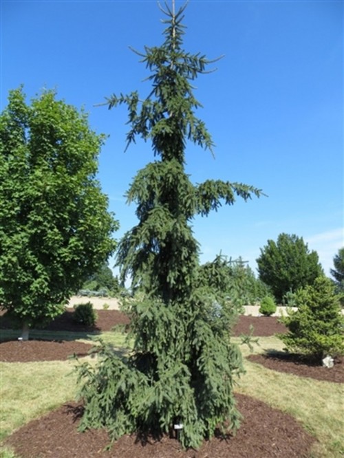 advice for choosing tall skinny conifer