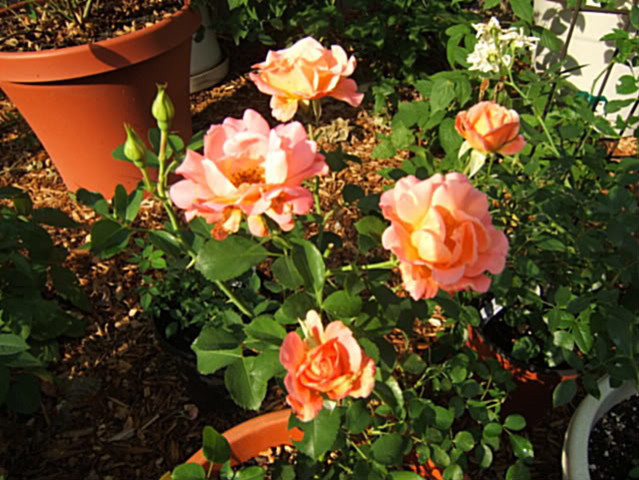 The Many Colors of Cubana