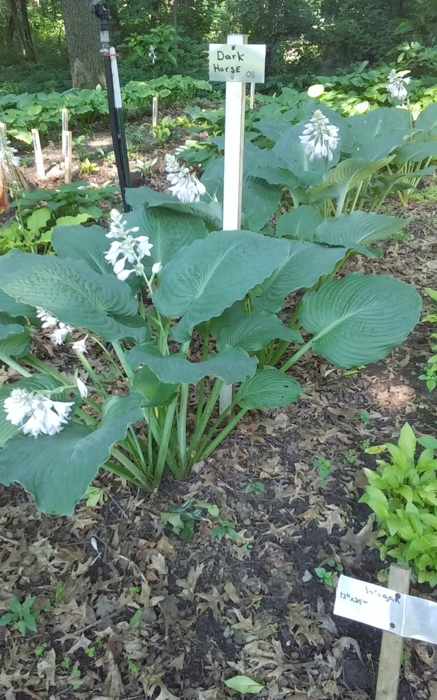 Trip to Fox Hosta Farm