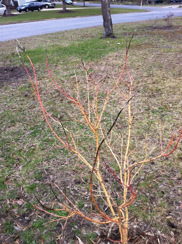 Japanese maple Bijou dead ends?