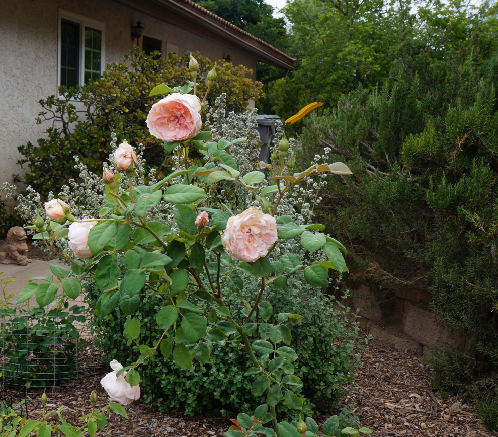 Does Anyone Grow the Texas Roses from the Antique Rose Emporiun?
