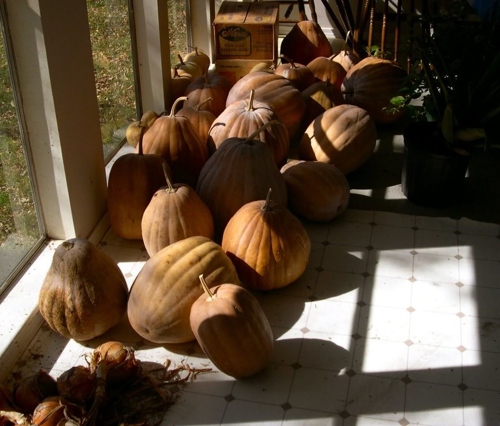 Old Timey Cornfield Pumpkin