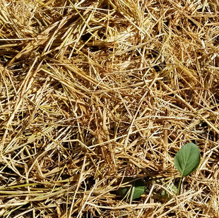 RHYTHMIC GARDENING - Project Photos & Reviews - San Jose, CA US | Houzz
