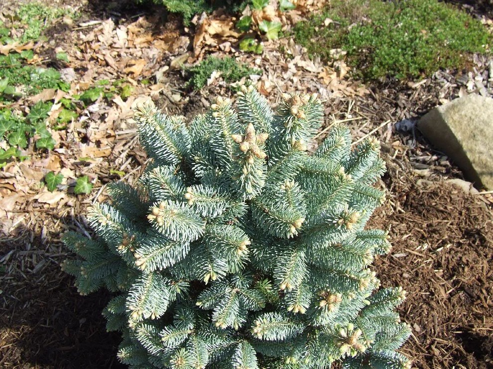 Pinus nigra Walter & Abies lasiocarpa Compacta