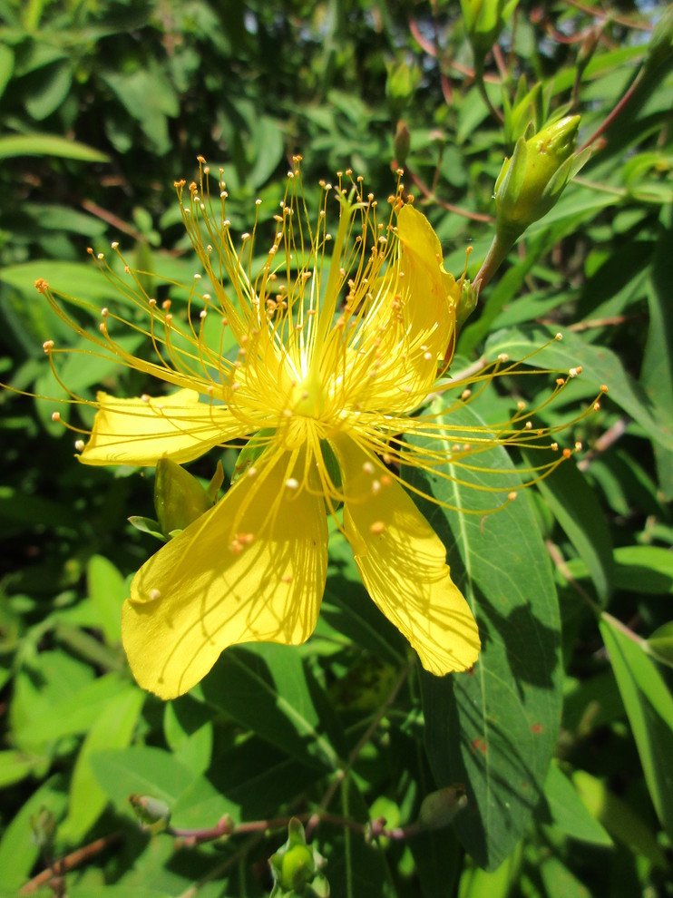 Yellow Flowers With Long Stamens?