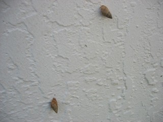 Infestation of snails in my backyard. Should I be concerned?