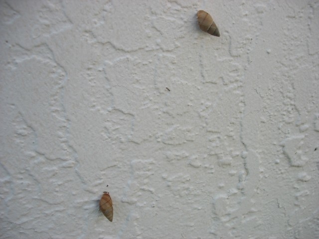 Infestation of snails in my backyard. Should I be concerned?