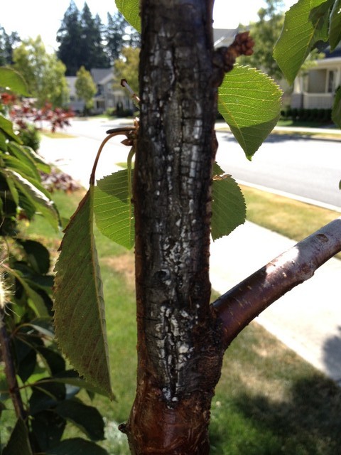cauterizing canker on cherry tree