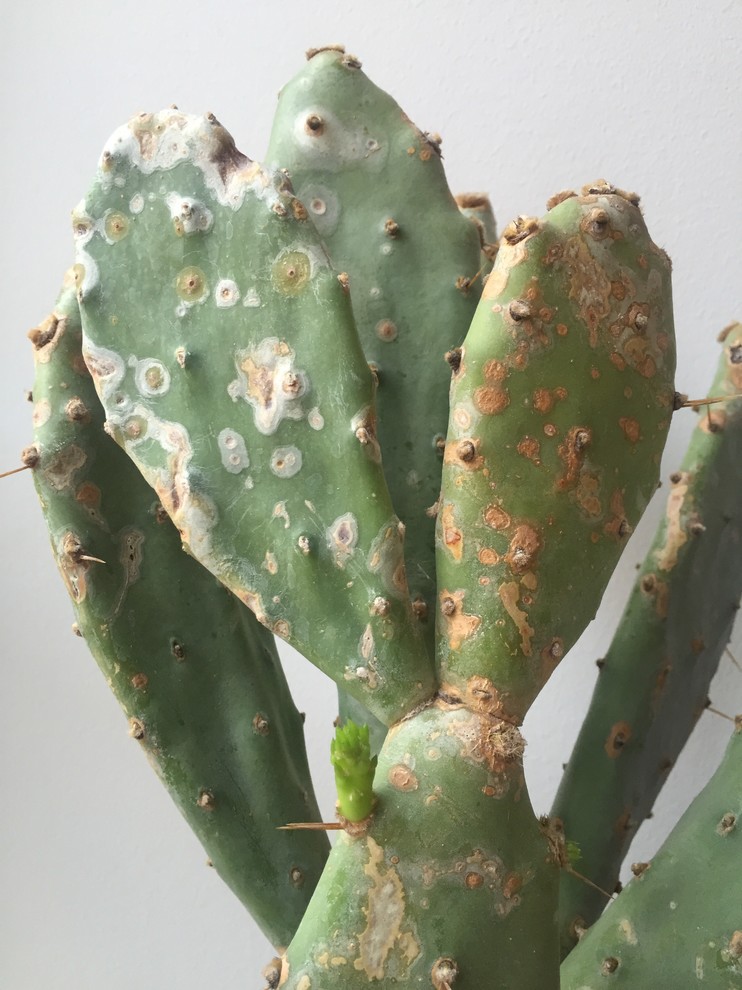 What is wrong with my cactus?
