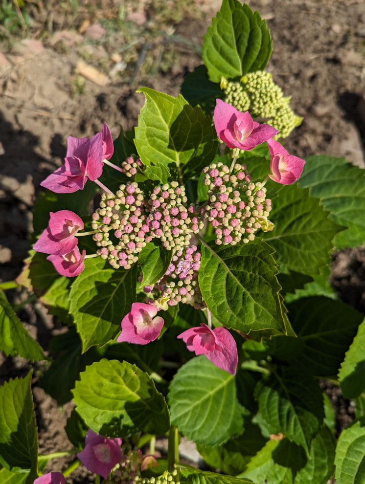 Hydrangea - Zone 9b California