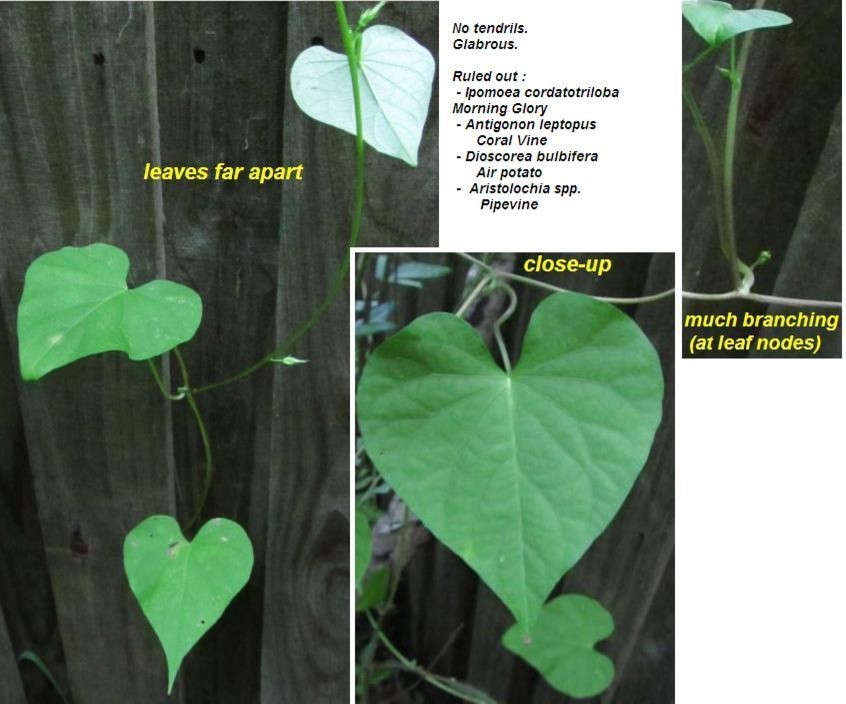 thin vine, long petioles