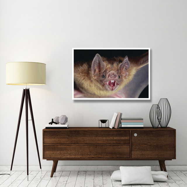 "Vampire Bat portrait, Costa Rica" Print by Michael and Patricia Fogden ...