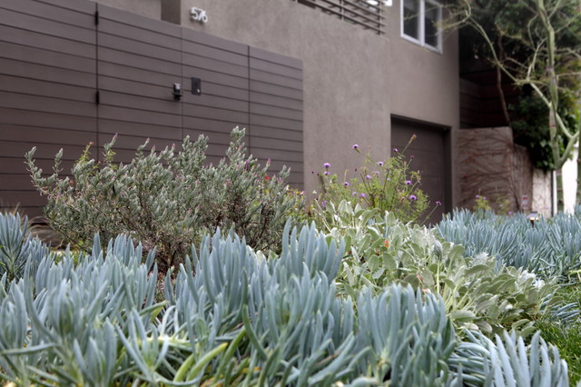 Drought Tolerant Parkway - Landscape - Los Angeles - by FormLA Landscaping