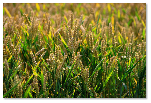 "Wheat" by Robert Harding Picture Library, Canvas Art, 22"x32 ...