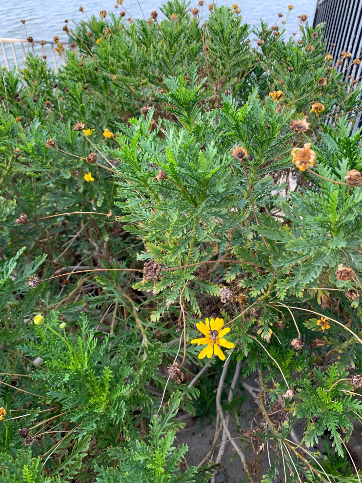 Plant ID - Yellow flowering bush
