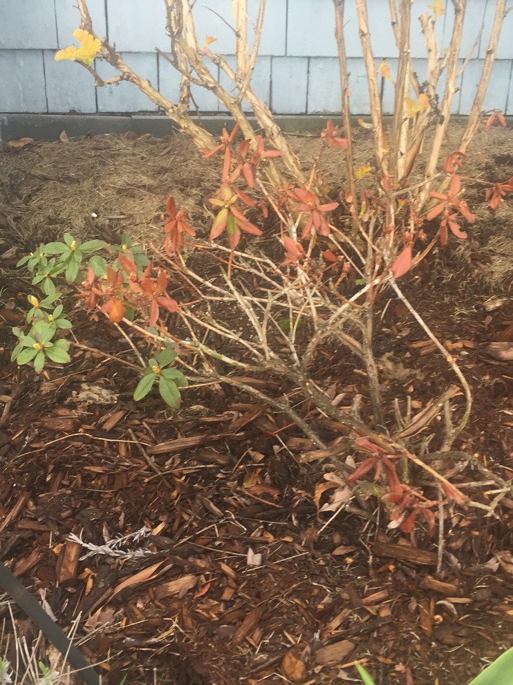 What’s wrong with my azalea