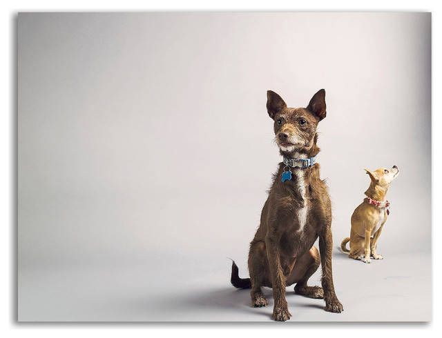 Nope by Susan Sabo, Print on Canvas, Ready to Hang - Contemporary ...